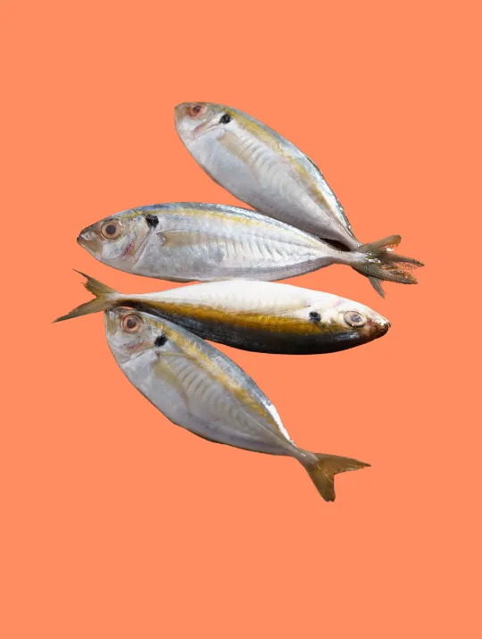 Matangbaka