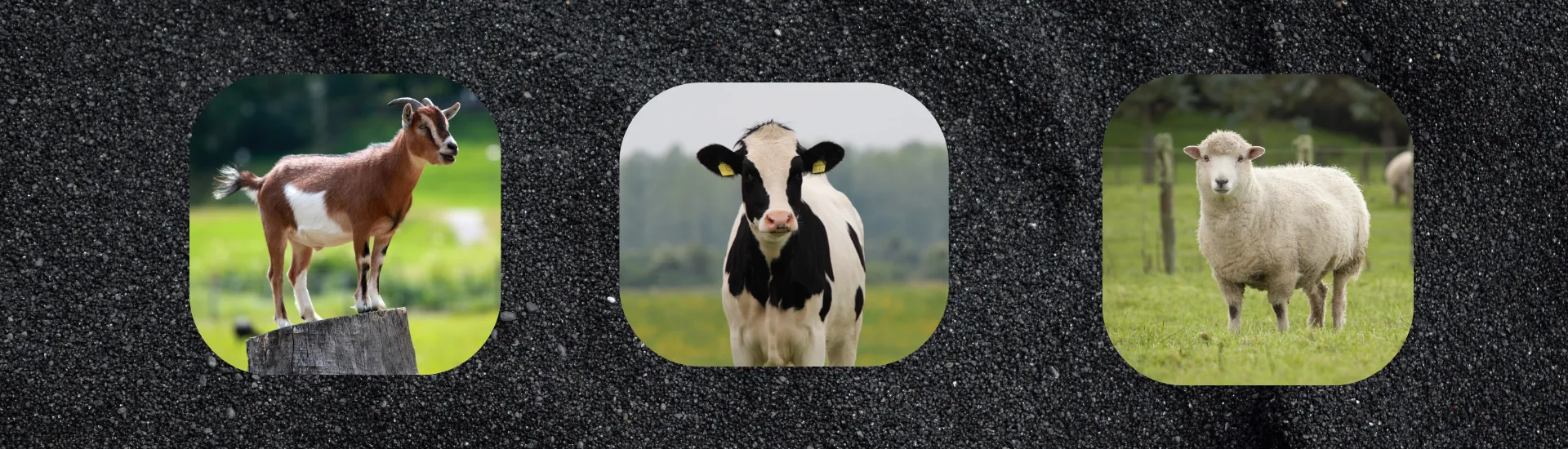 Qurbani/Udhiyah | MEAT EASY